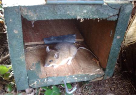 Fourteenacre | Rabbit Drop Box