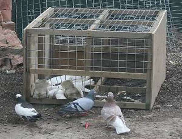 Fourteenacre | Pigeon Trap in Action