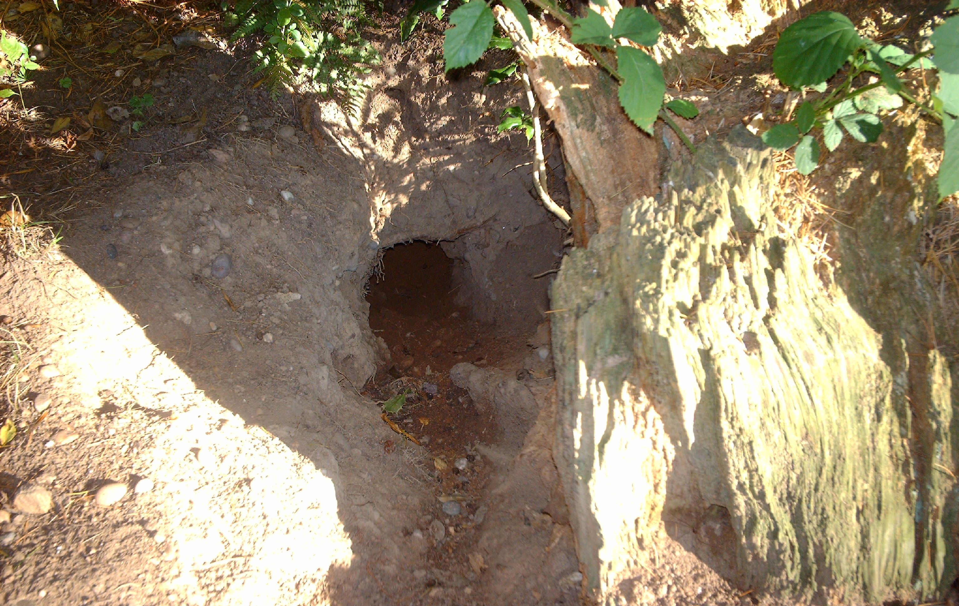 Fourteenacre | Rabbit Control Methods