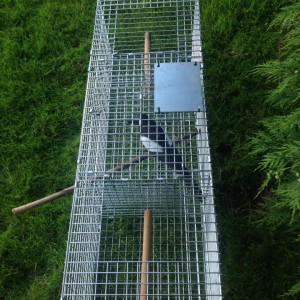 Fourteenacre | Trap Making - Double Magpie Trap - Cory Thomas, Gwent