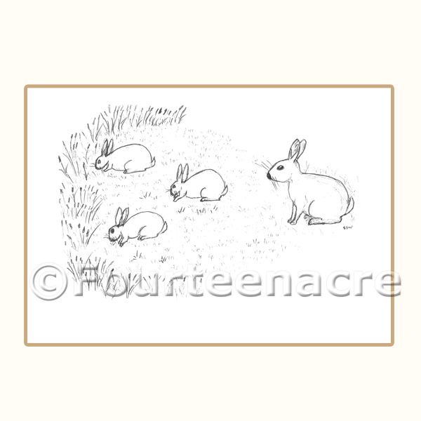 Fourteenacre | Professional Rabbit Snaring by Glenn Waters