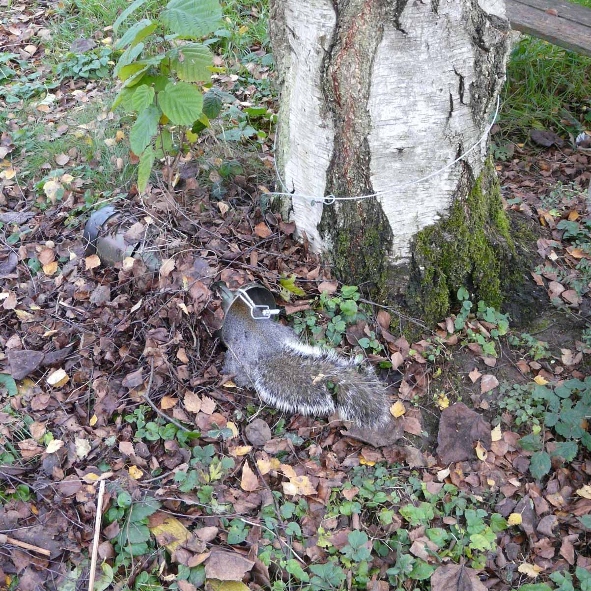 Fourteenacre | WCS Tube Trap